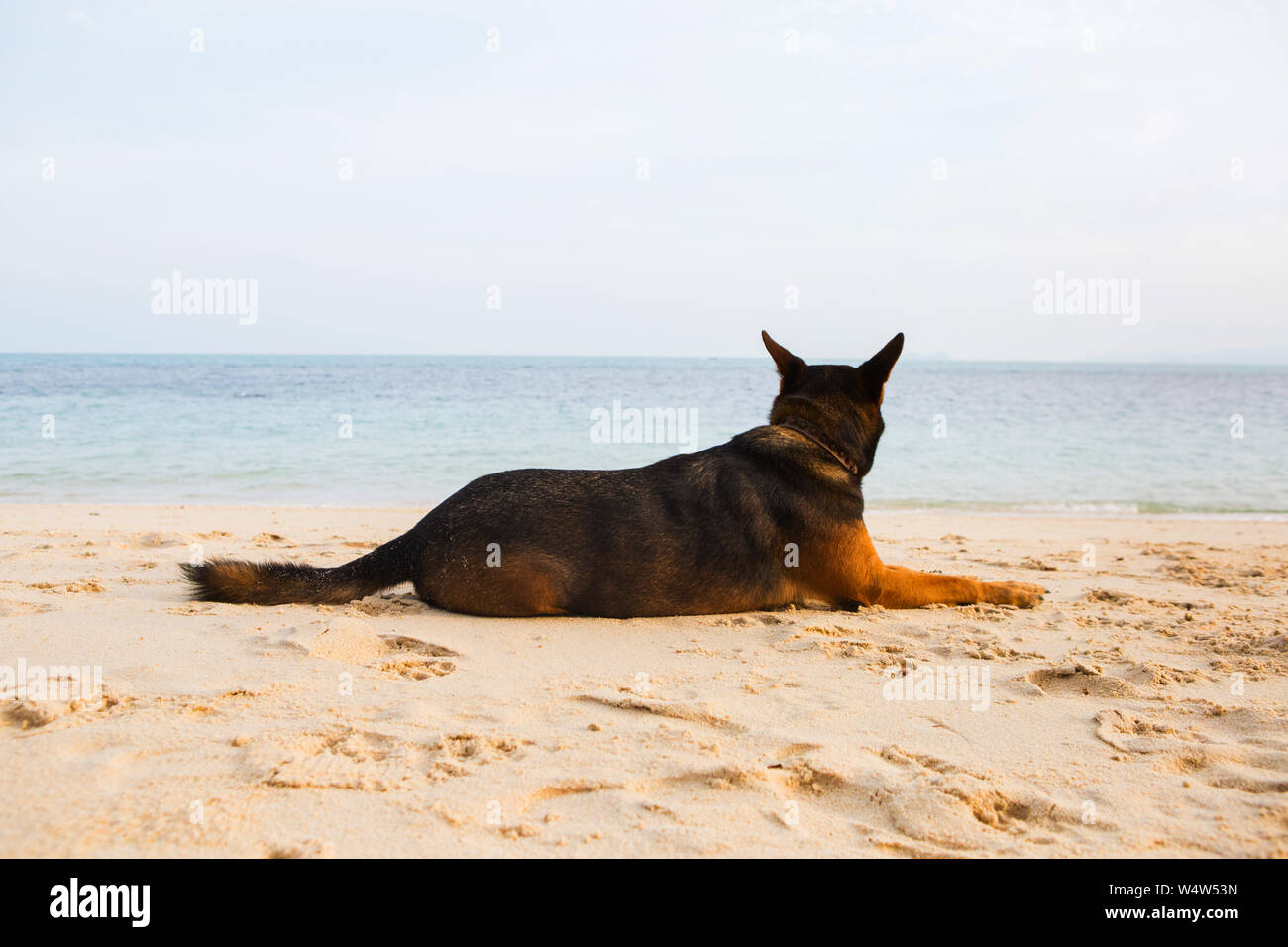 Dog relaxing on the beach hi-res stock photography and images - Alamy