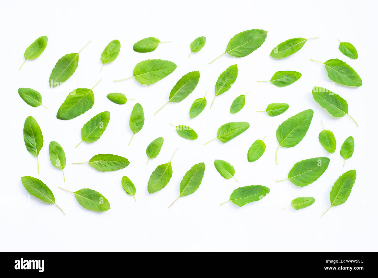 Fresh holy basil leaves on white background Stock Photo - Alamy
