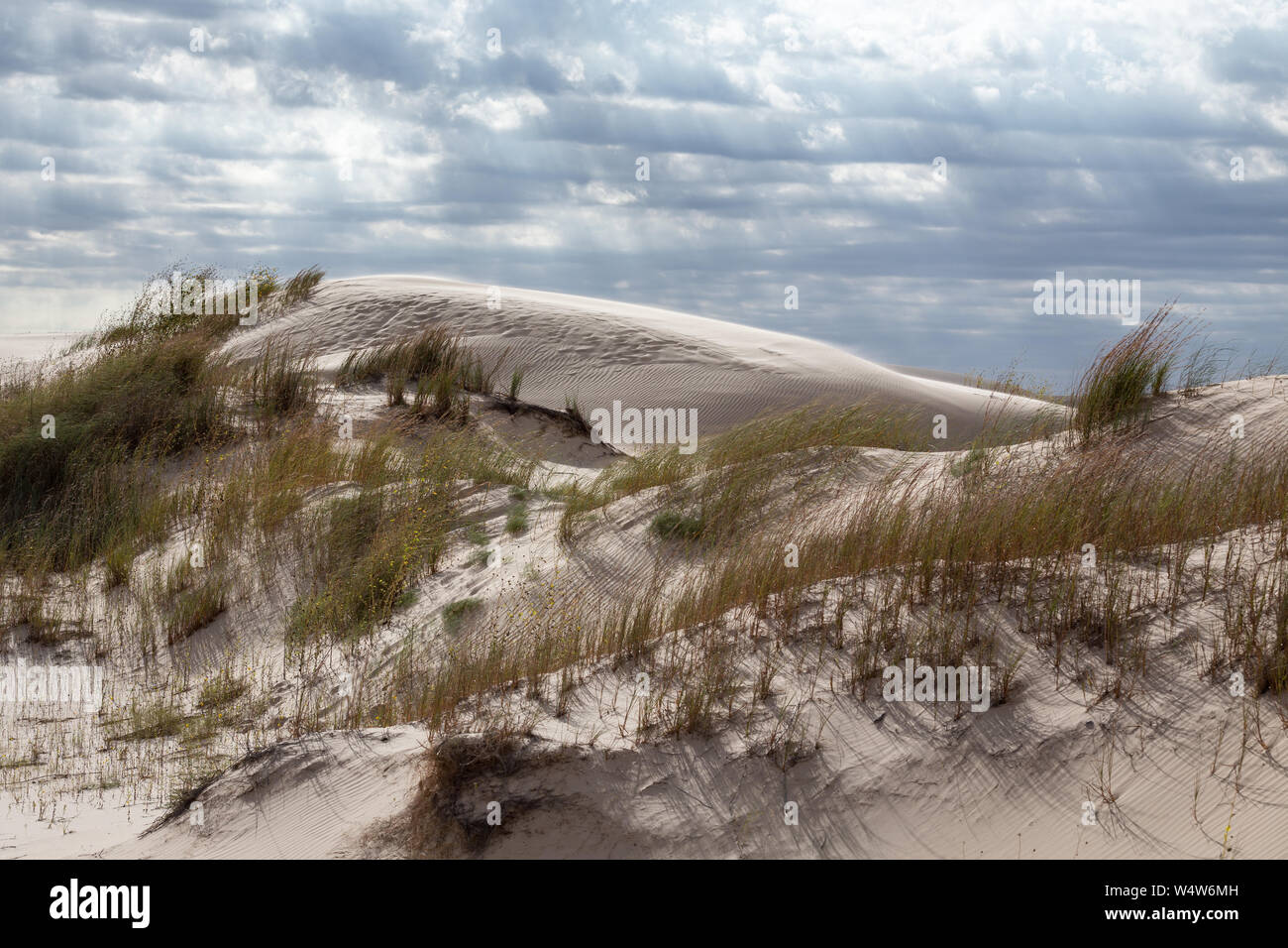 Wind saltates sand-grains across a vegetated sand dune at Monahans ...