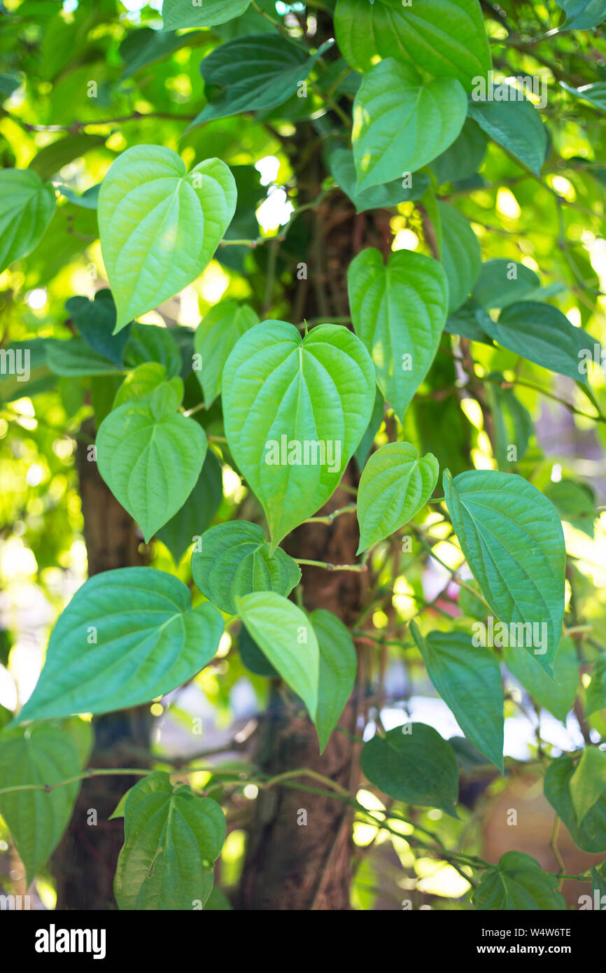 Green betel leaf, Fresh piper betle Stock Photo - Alamy