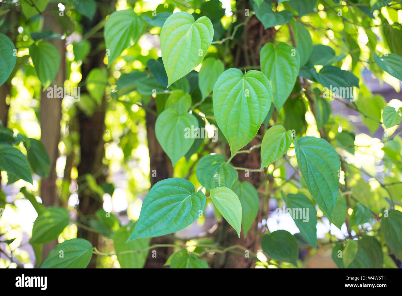 Piper betle fruit hi-res stock photography and images - Alamy