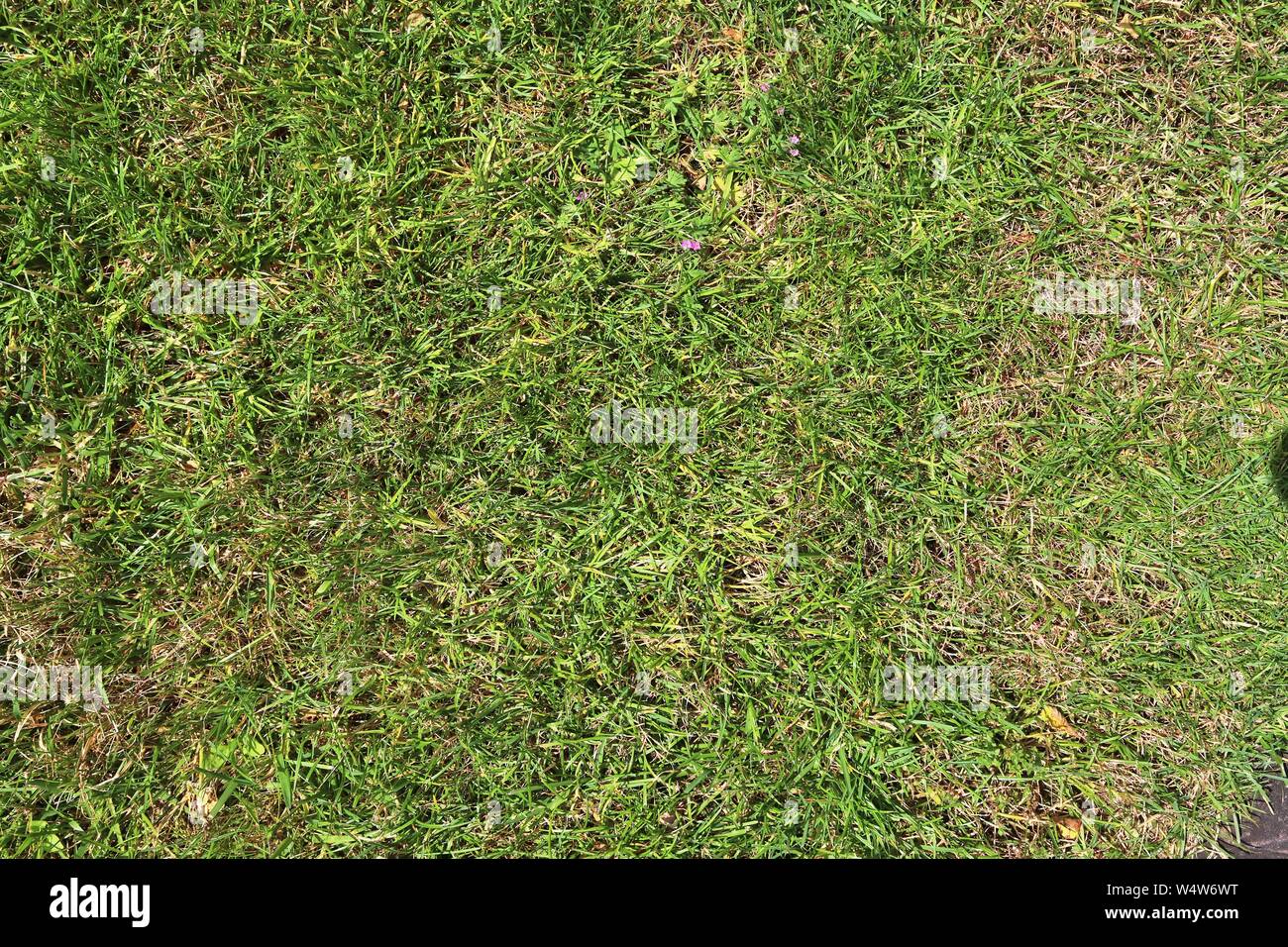 Detailed close up view on a green grass texture at a summer field Stock ...
