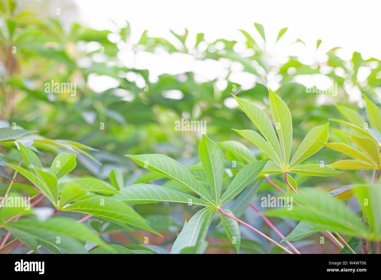 Tapioca or Cassava field, Tropical food plant Stock Photo - Alamy