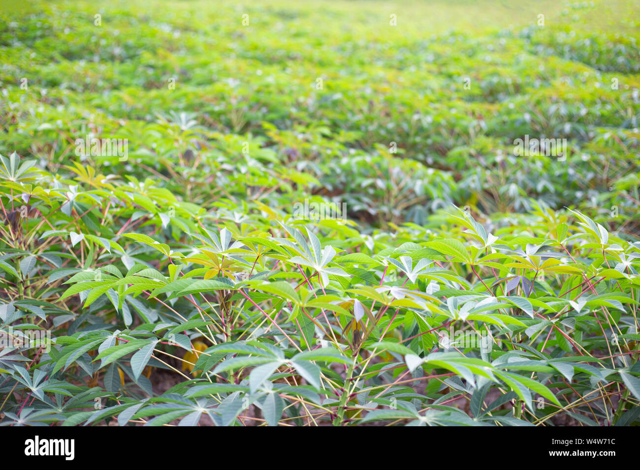 Tapioca or Cassava field, Tropical food plant Stock Photo - Alamy