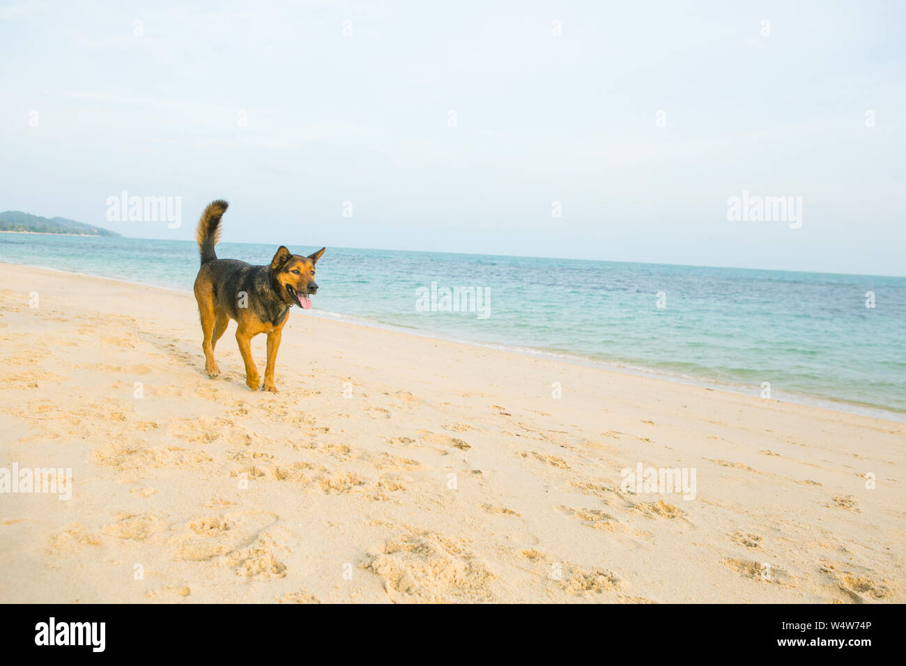 Dog relaxing on the beach hi-res stock photography and images - Alamy