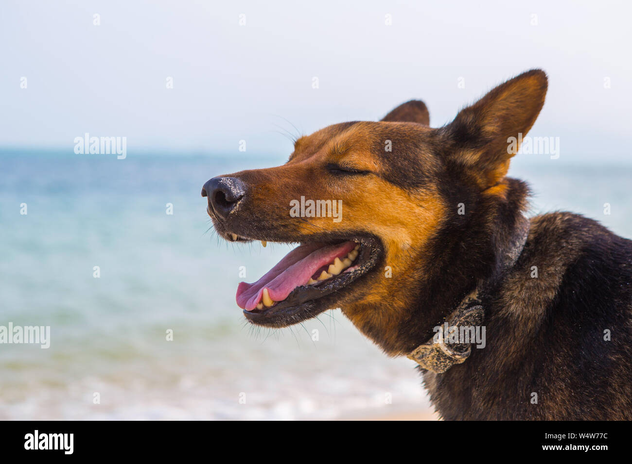 A happy dog relaxing on the beach. Sea and summer concept Stock Photo ...