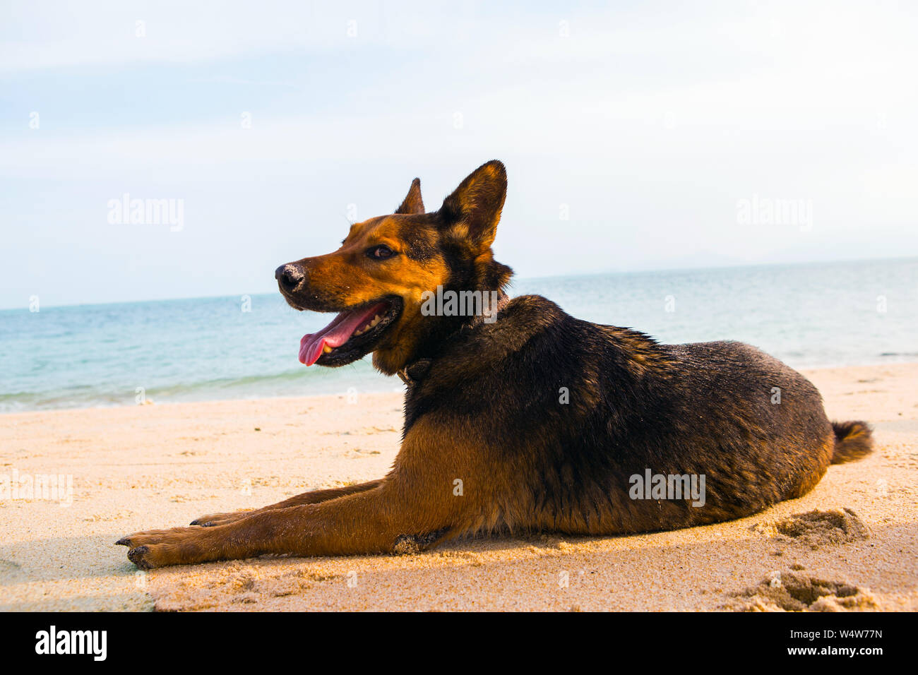 A happy dog relaxing on the beach. Sea and summer concept Stock Photo ...