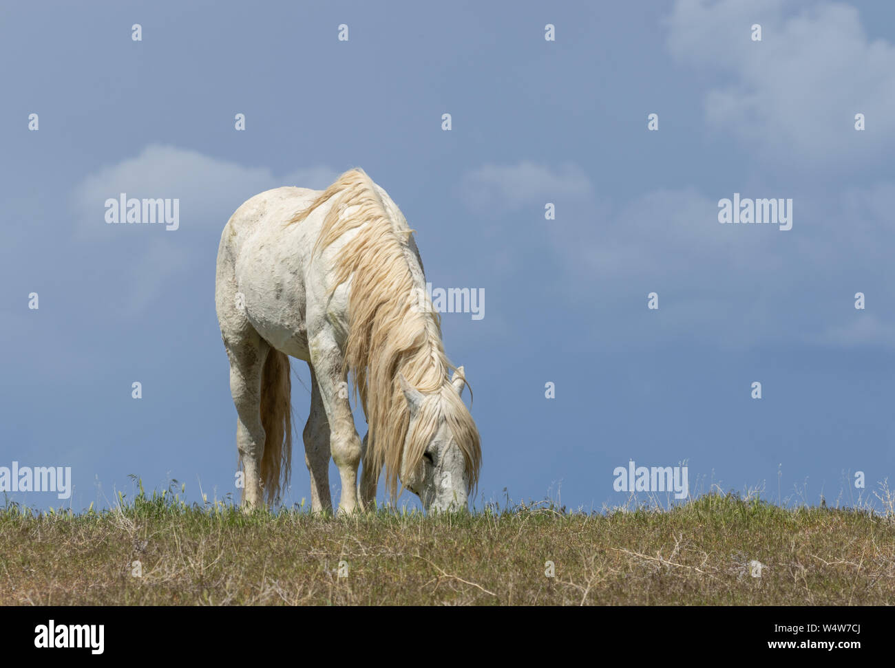 Magnificent Wild Horse Stallion Stock Photo - Alamy