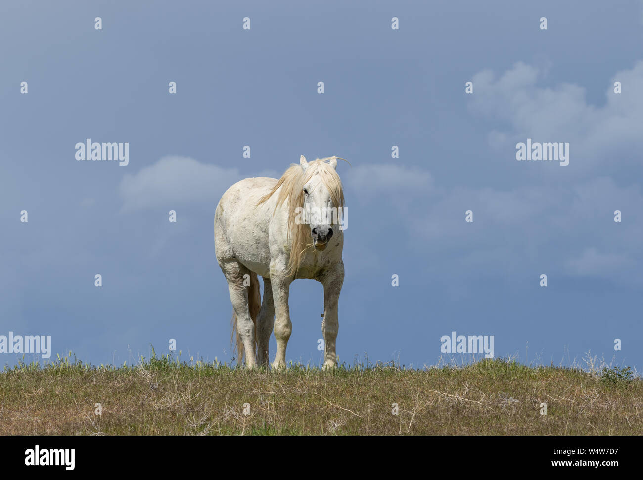 Magnificent Wild Horse Stallion Stock Photo - Alamy
