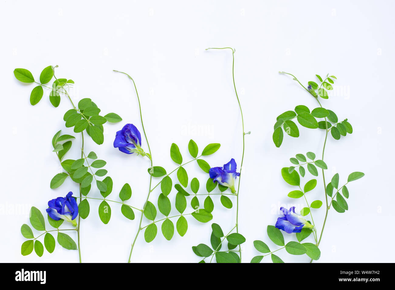 Butterfly pea flower with leaves on white background. Top view Stock ...