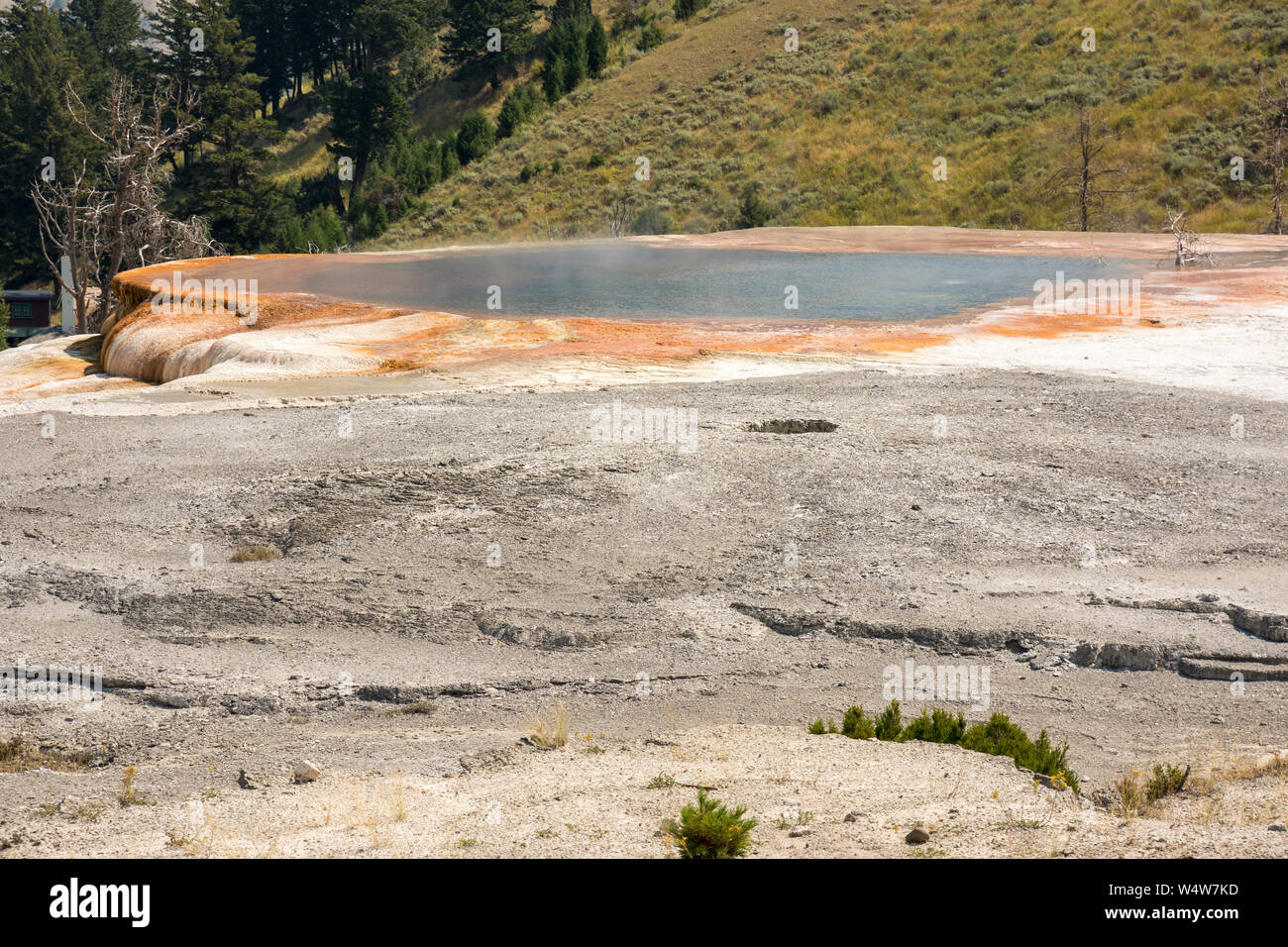 thermal springs and limestone formations at mammoth hot springs in ...