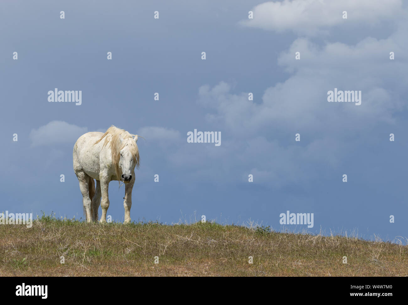 Magnificent Wild Horse Stallion Stock Photo - Alamy