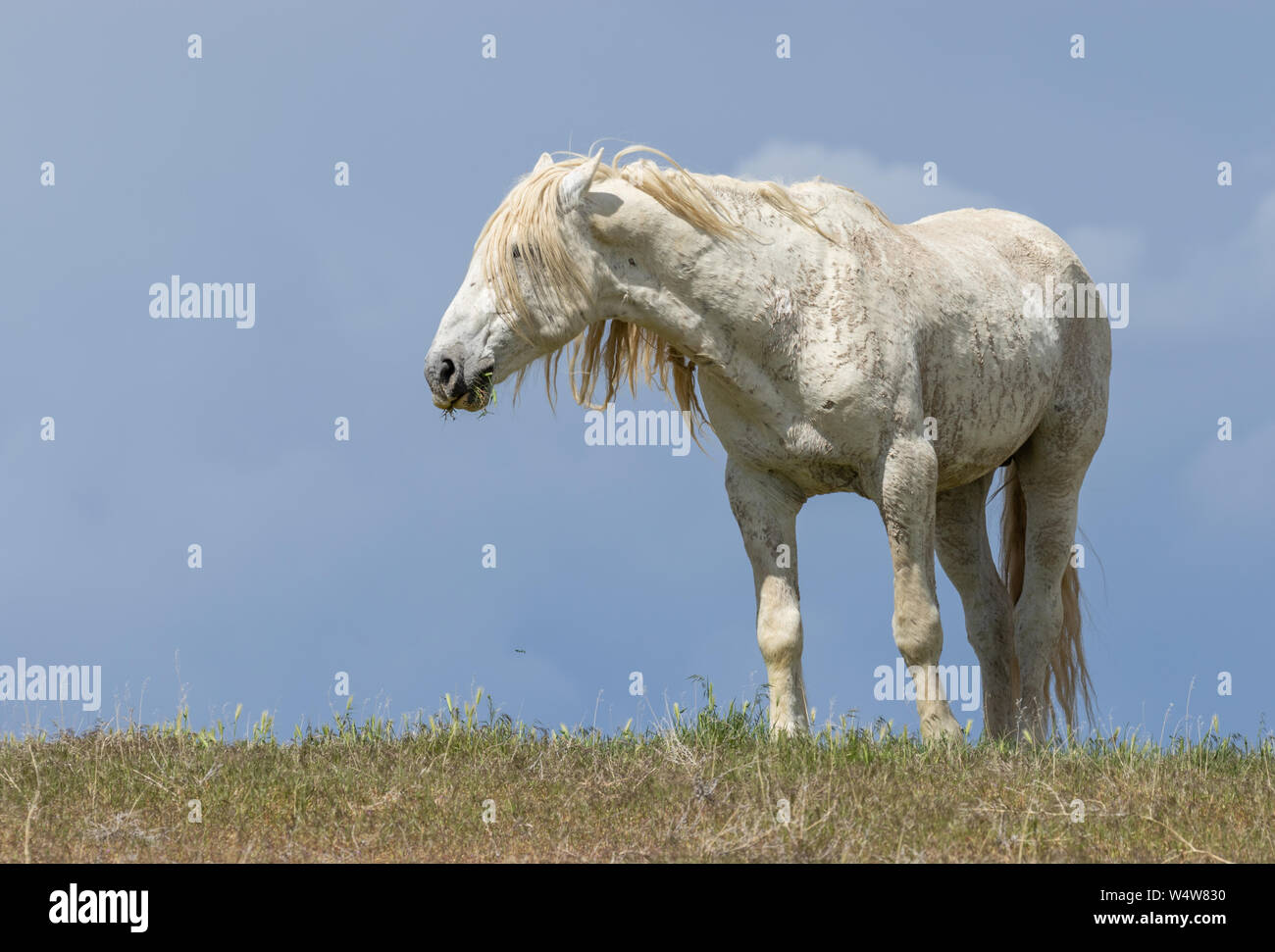 Magnificent Wild Horse Stallion Stock Photo - Alamy