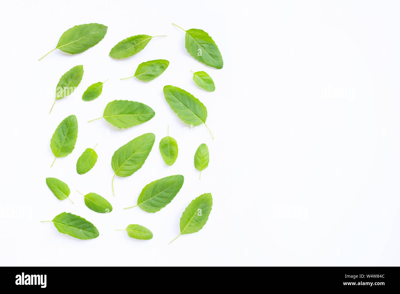Fresh holy basil leaves on white background. Copy space Stock Photo - Alamy
