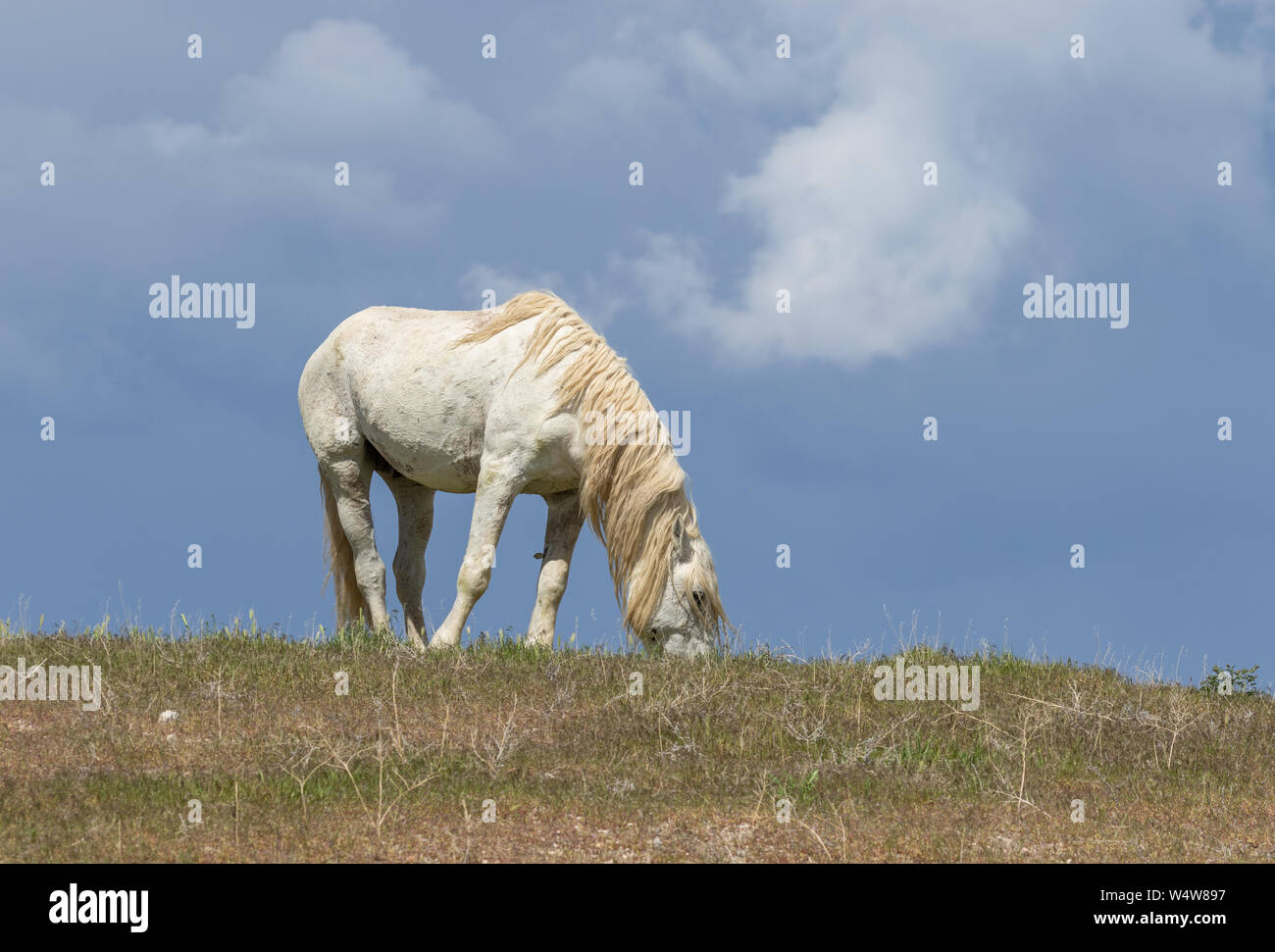 Magnificent Wild Horse Stallion Stock Photo - Alamy