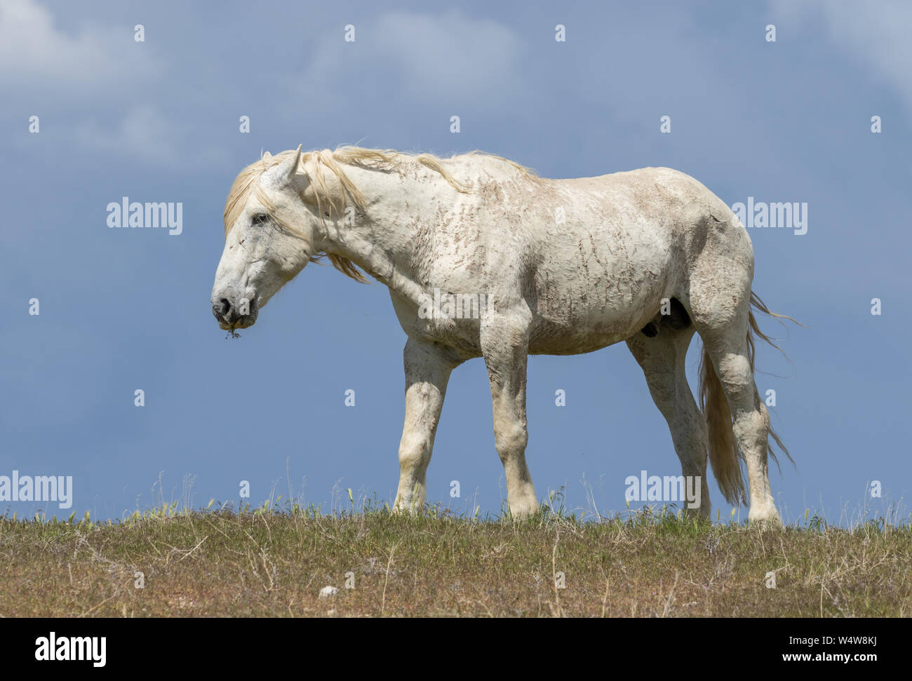 Magnificent Wild Horse Stallion Stock Photo - Alamy