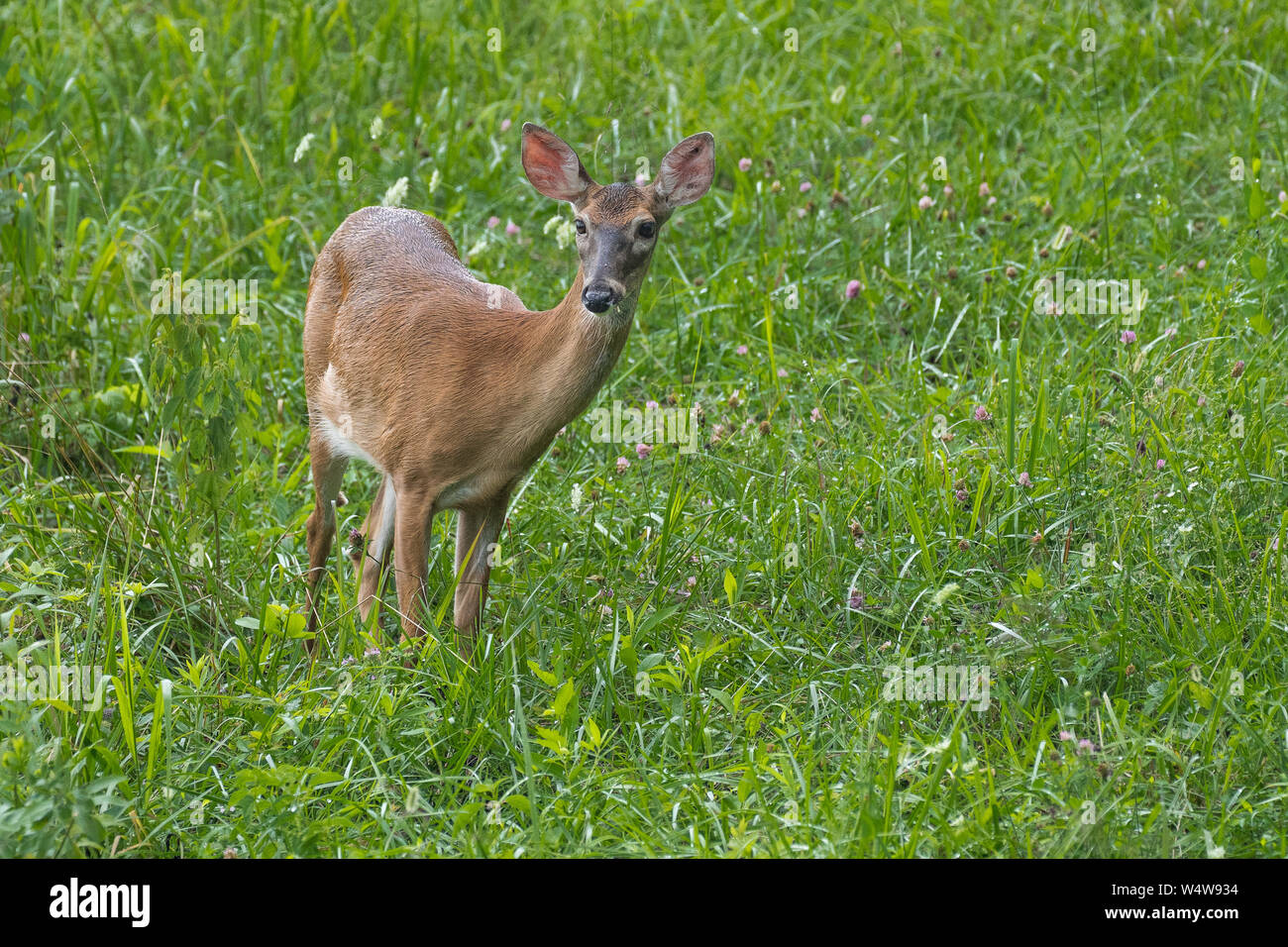Whitetail deer doe hi-res stock photography and images - Alamy