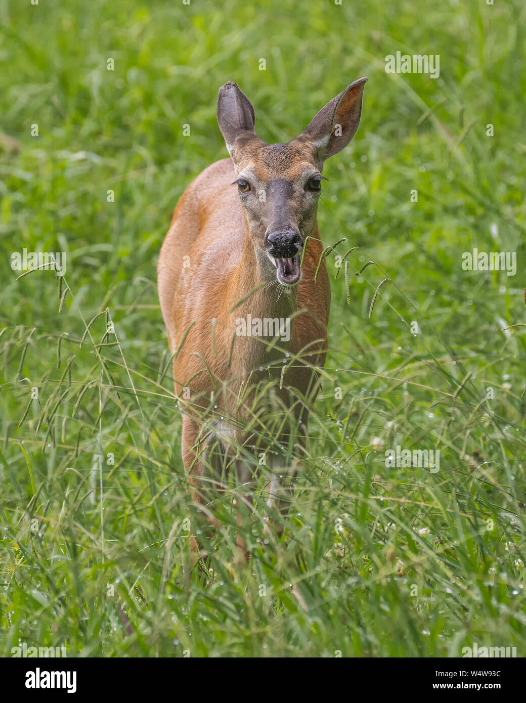 Whitetail deer doe hi-res stock photography and images - Alamy