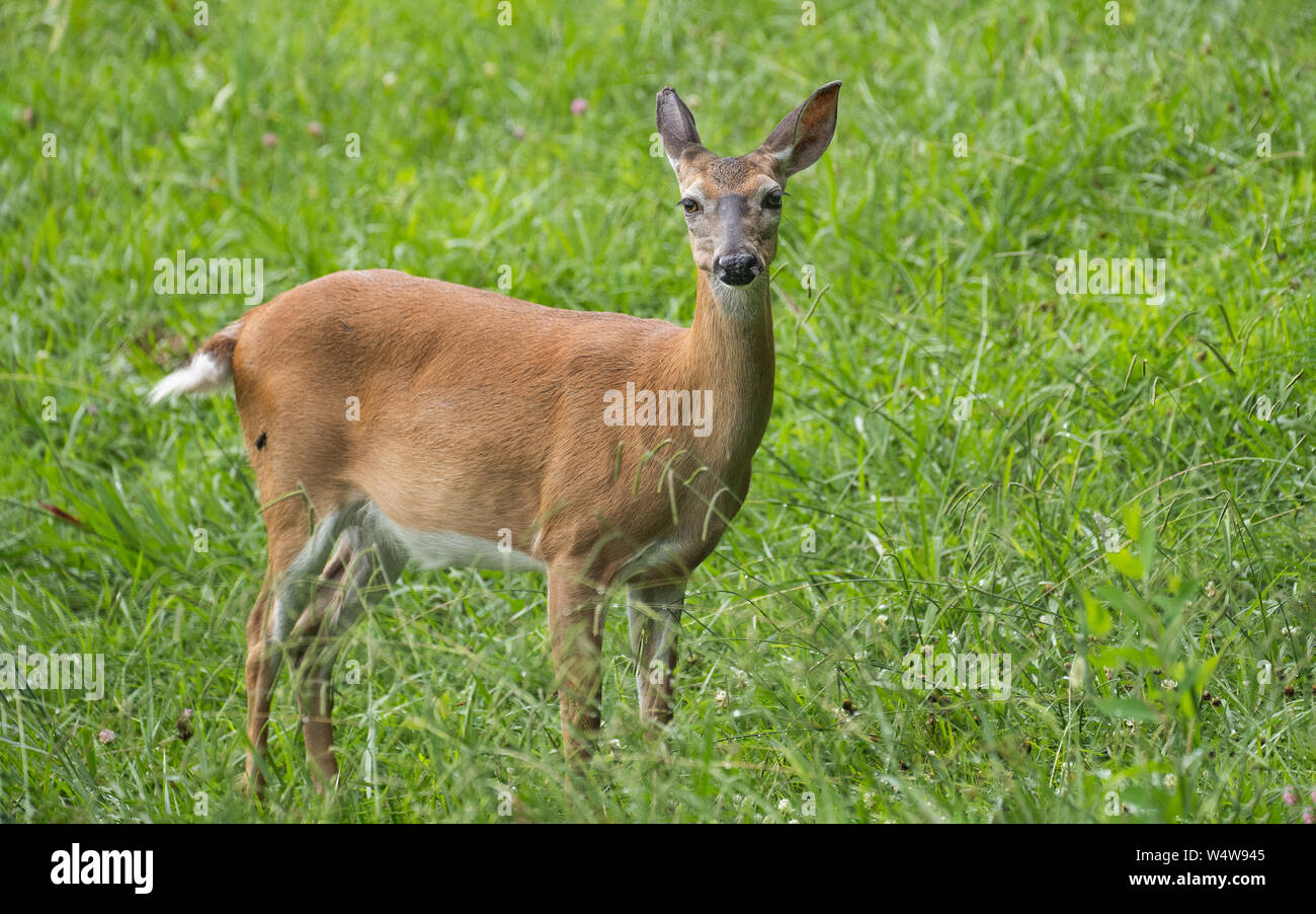 Whitetail deer doe hi-res stock photography and images - Alamy