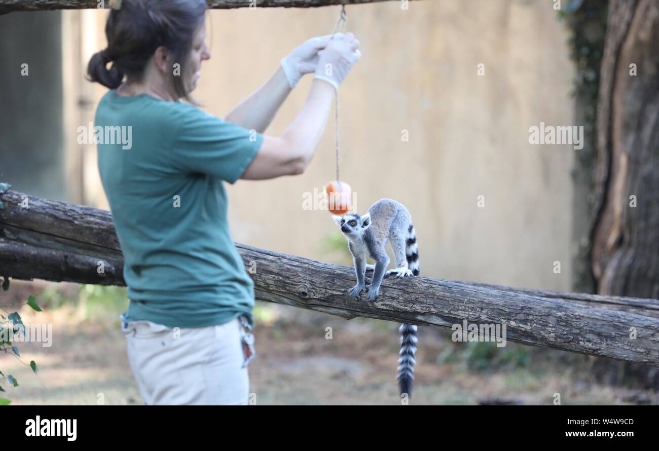 (190725) -- ROME, July 25, 2019 (Xinhua) -- A ring-tailed lemur eats ...