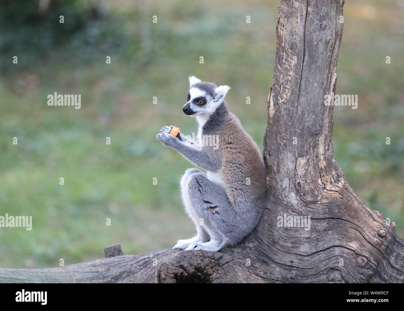 (190725) -- ROME, July 25, 2019 (Xinhua) -- A ring-tailed lemur eats ...