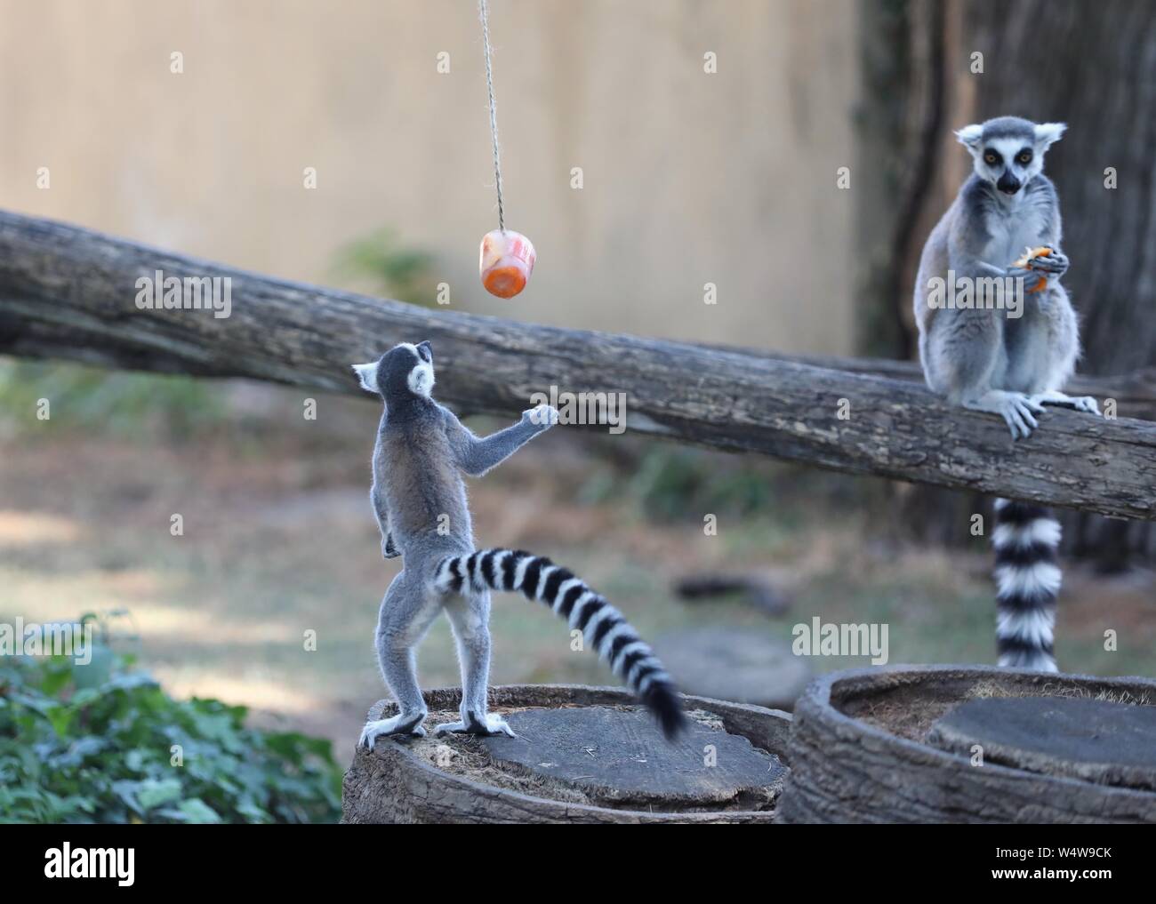 (190725) -- ROME, July 25, 2019 (Xinhua) -- Ring-tailed lemurs eat iced ...