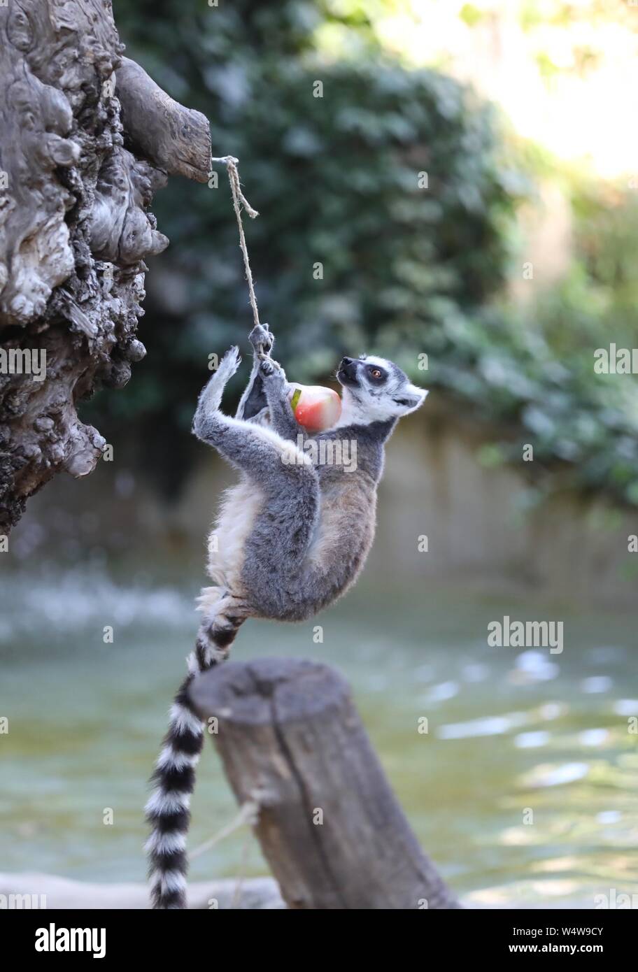 (190725) -- ROME, July 25, 2019 (Xinhua) -- A ring-tailed lemur eats ...