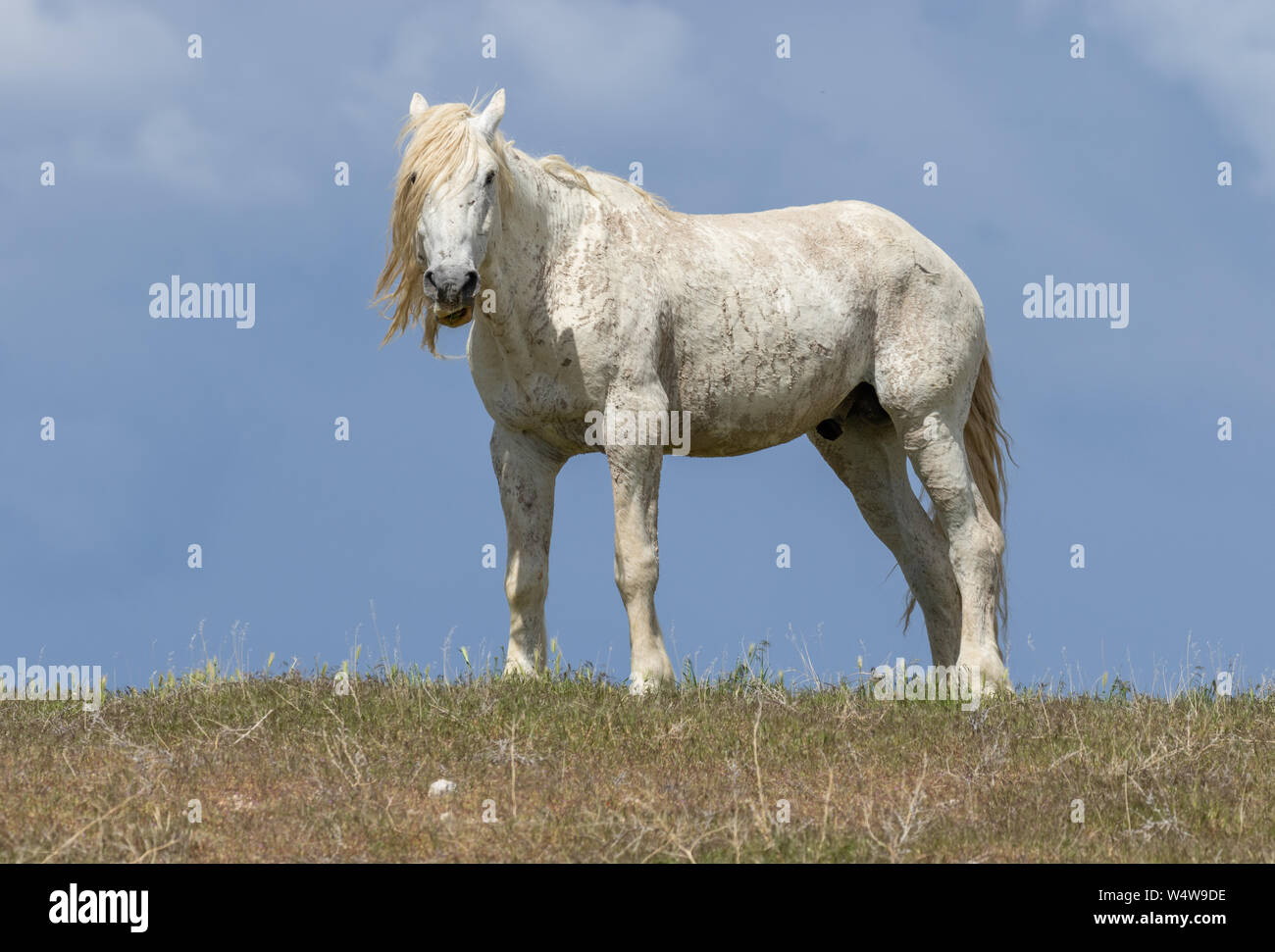 Magnificent Wild Horse Stallion Stock Photo - Alamy