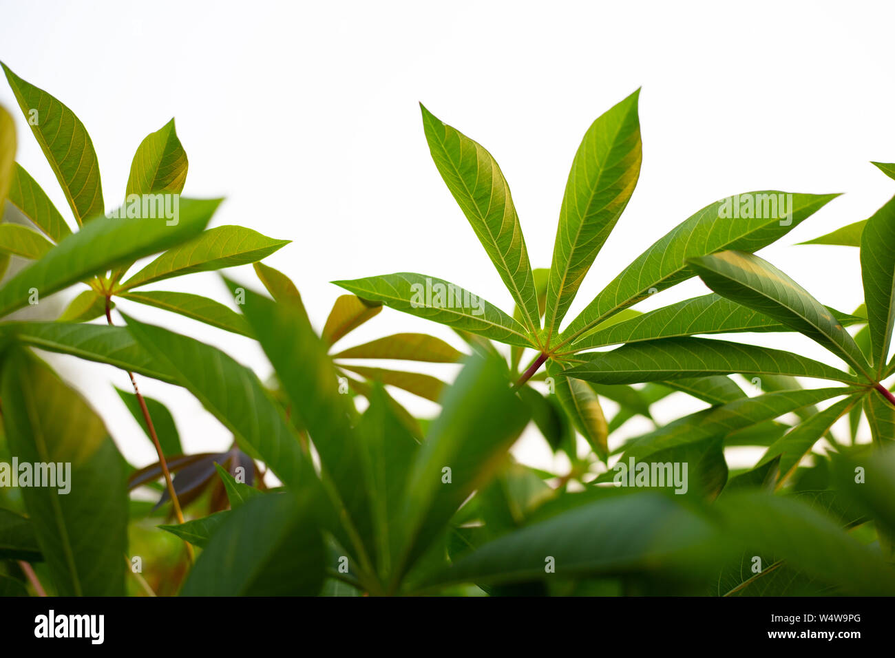 Tapioca or Cassava field, Tropical food plant Stock Photo - Alamy