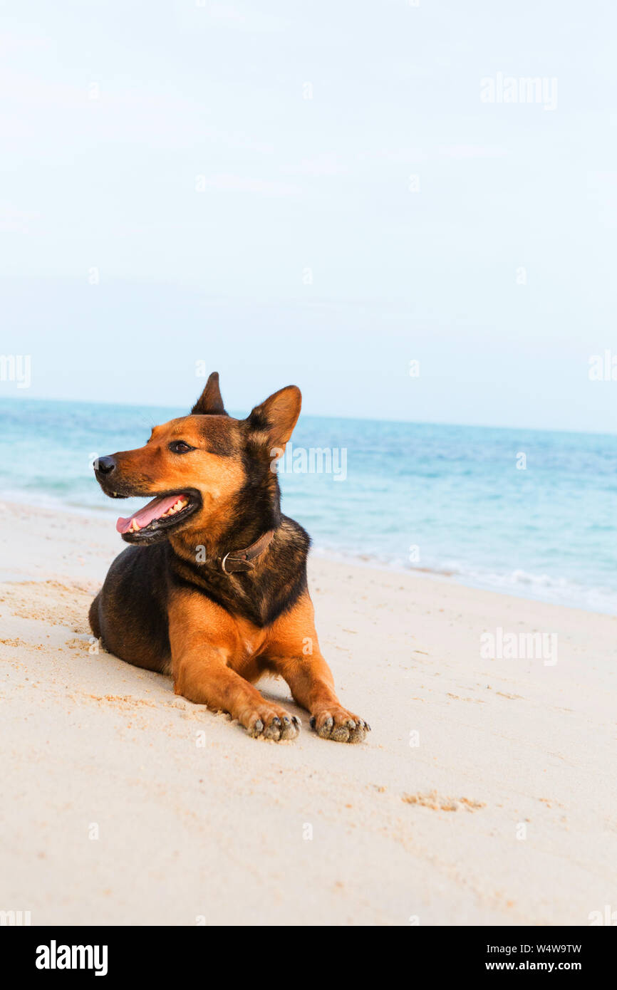 Happy dog relaxing on the beach. Summer holidays and sea concept Stock ...