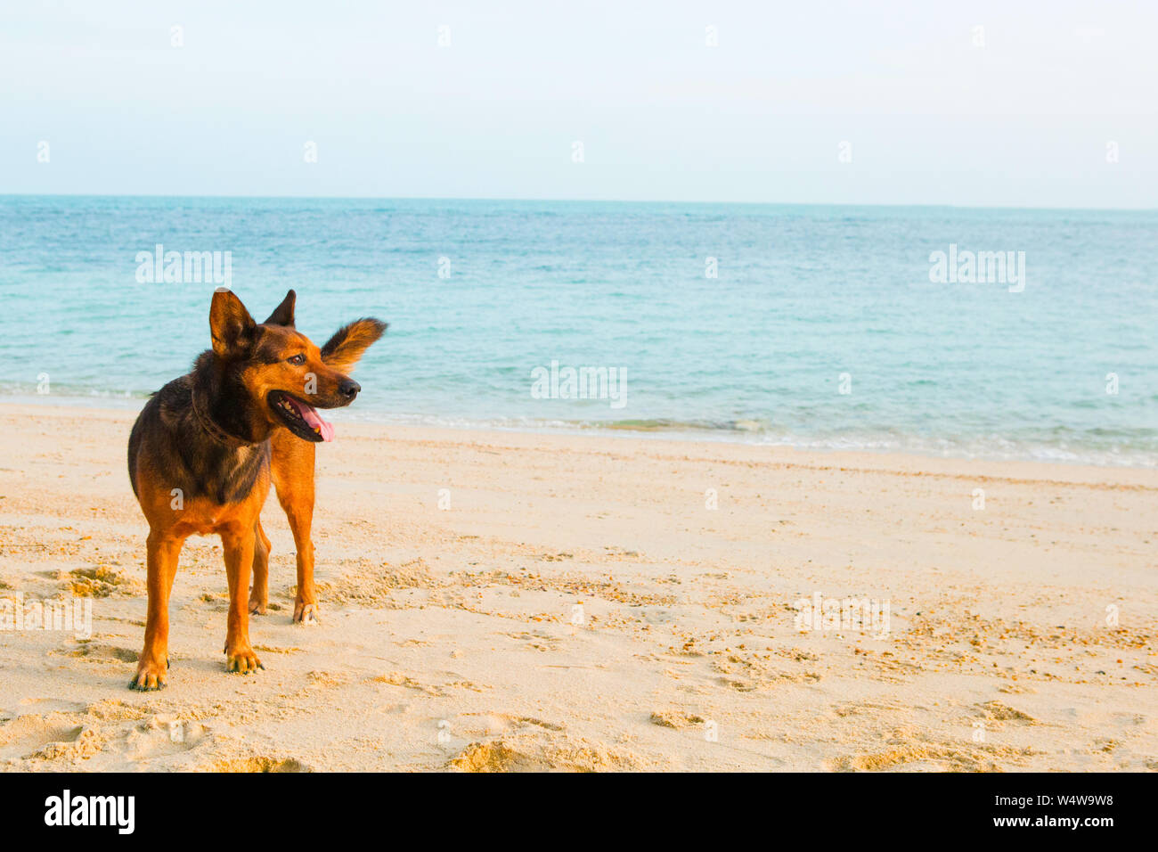 A happy dog relaxing on the beach. Sea and summer concept Stock Photo ...