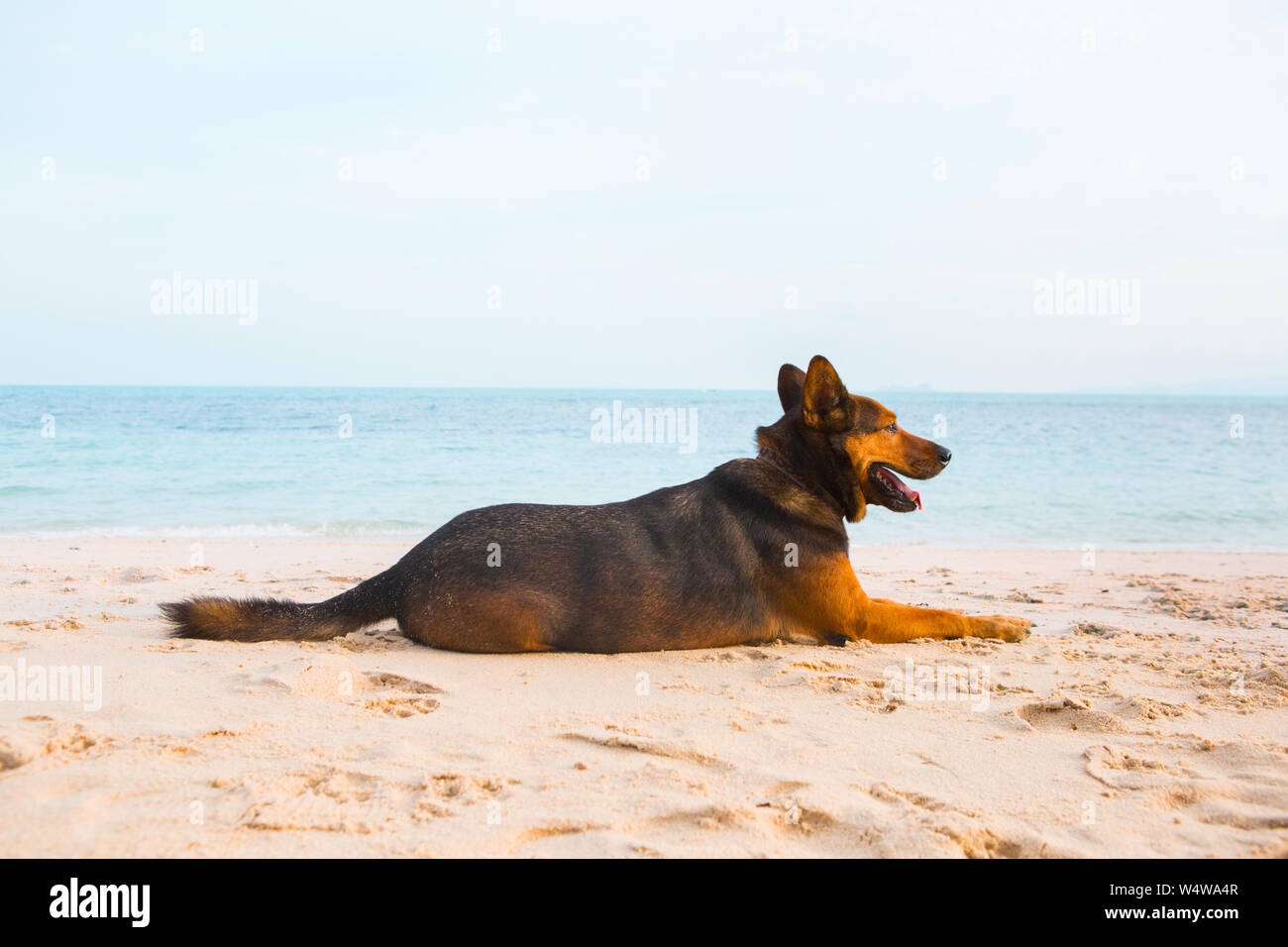 Happy dog relaxing on the beach. Summer holidays and sea concept Stock ...