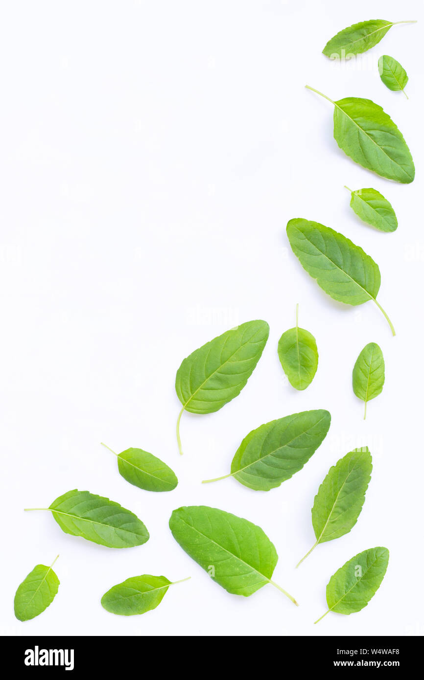 Fresh holy basil leaves on white background Stock Photo - Alamy