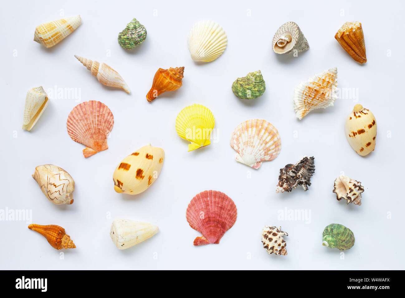 Composition of exotic sea shells on white background Stock Photo - Alamy