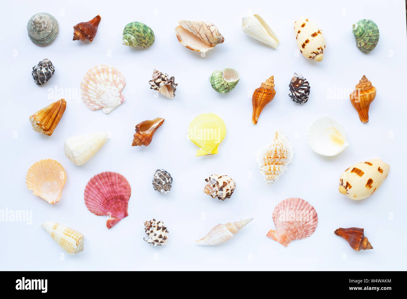 Composition of exotic sea shells on white background Stock Photo - Alamy