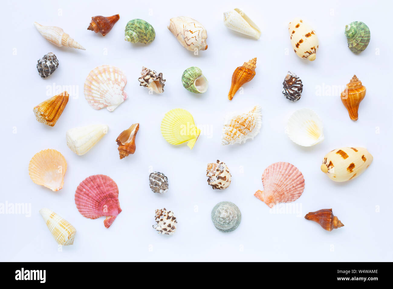 Exotic sea shells hi-res stock photography and images - Alamy