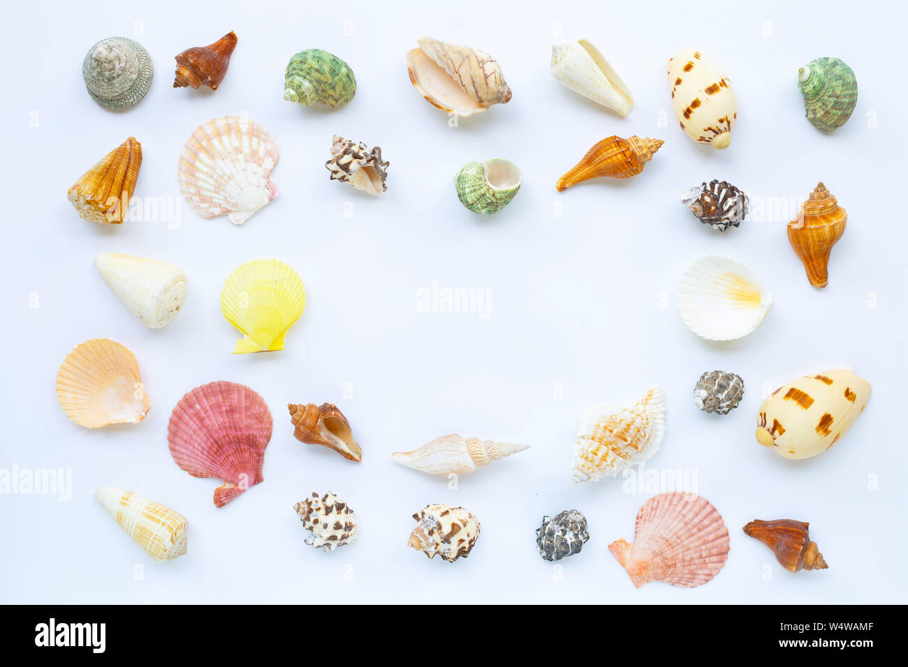 Composition of exotic sea shells on white background. Copy space Stock ...