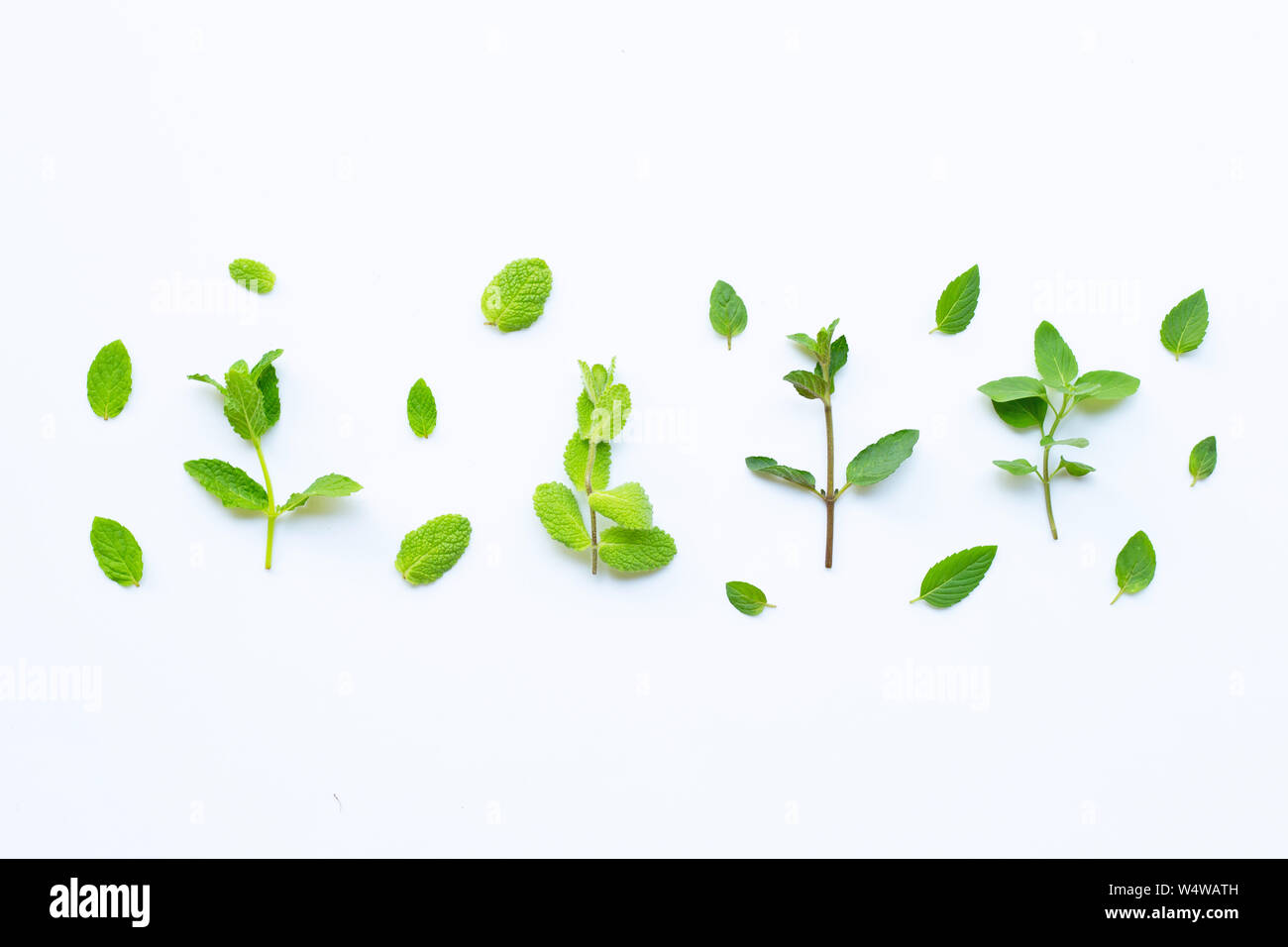Different types of mint on white background Stock Photo - Alamy