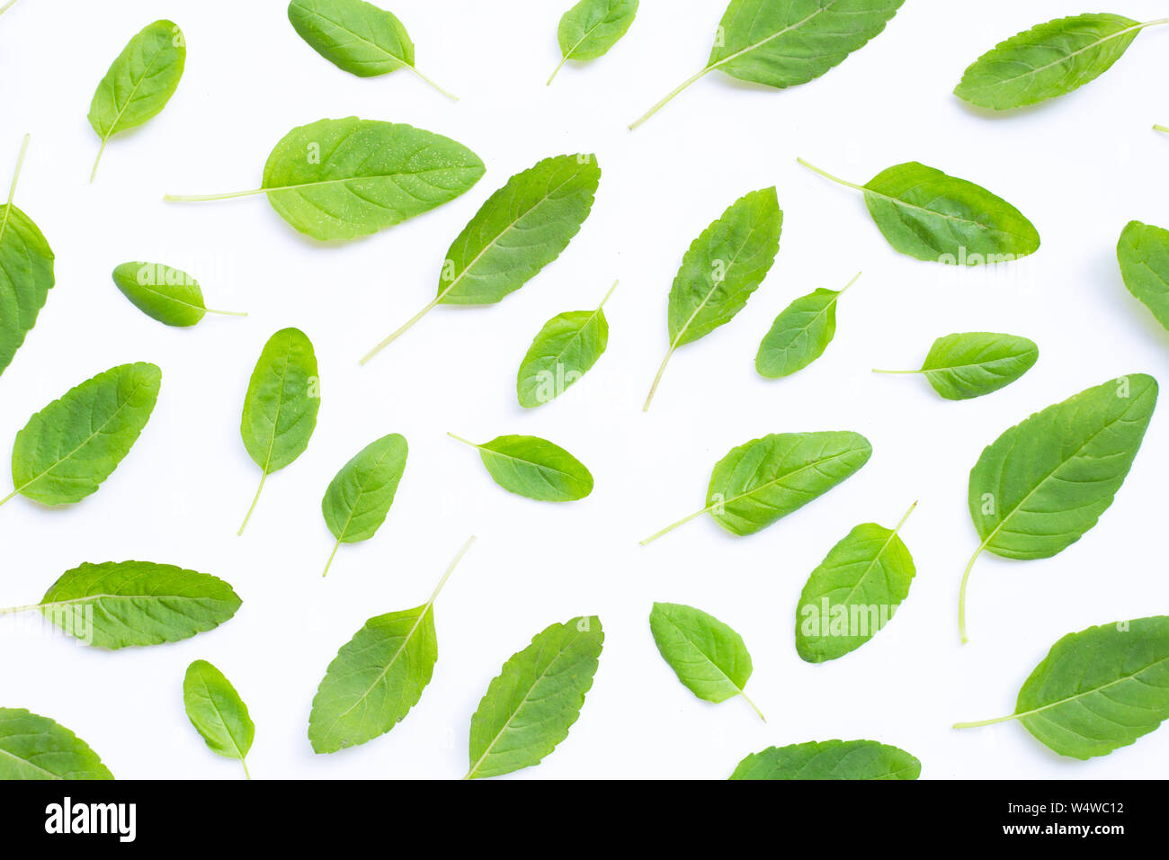 Fresh holy basil leaves on white background Stock Photo - Alamy