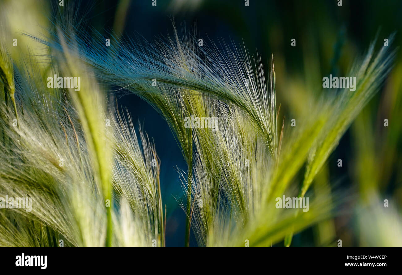 Corn grass weeds hi-res stock photography and images - Alamy