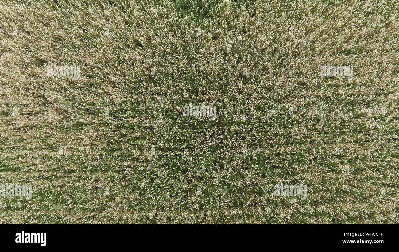 Aerial view of golden rye or wheat field. Agriculture and harvest ...