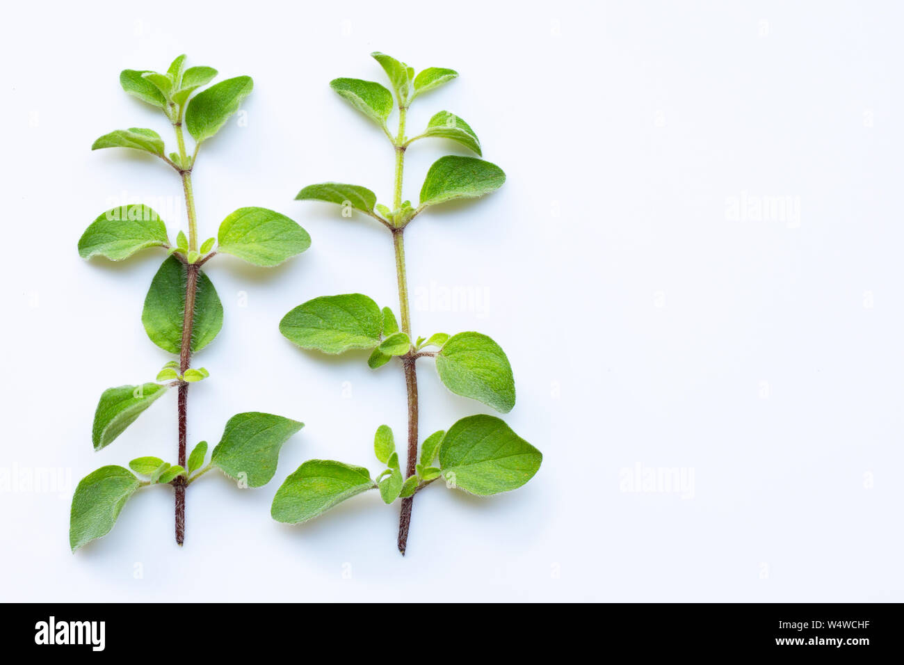 Fresh oregano leaves on white background Stock Photo - Alamy
