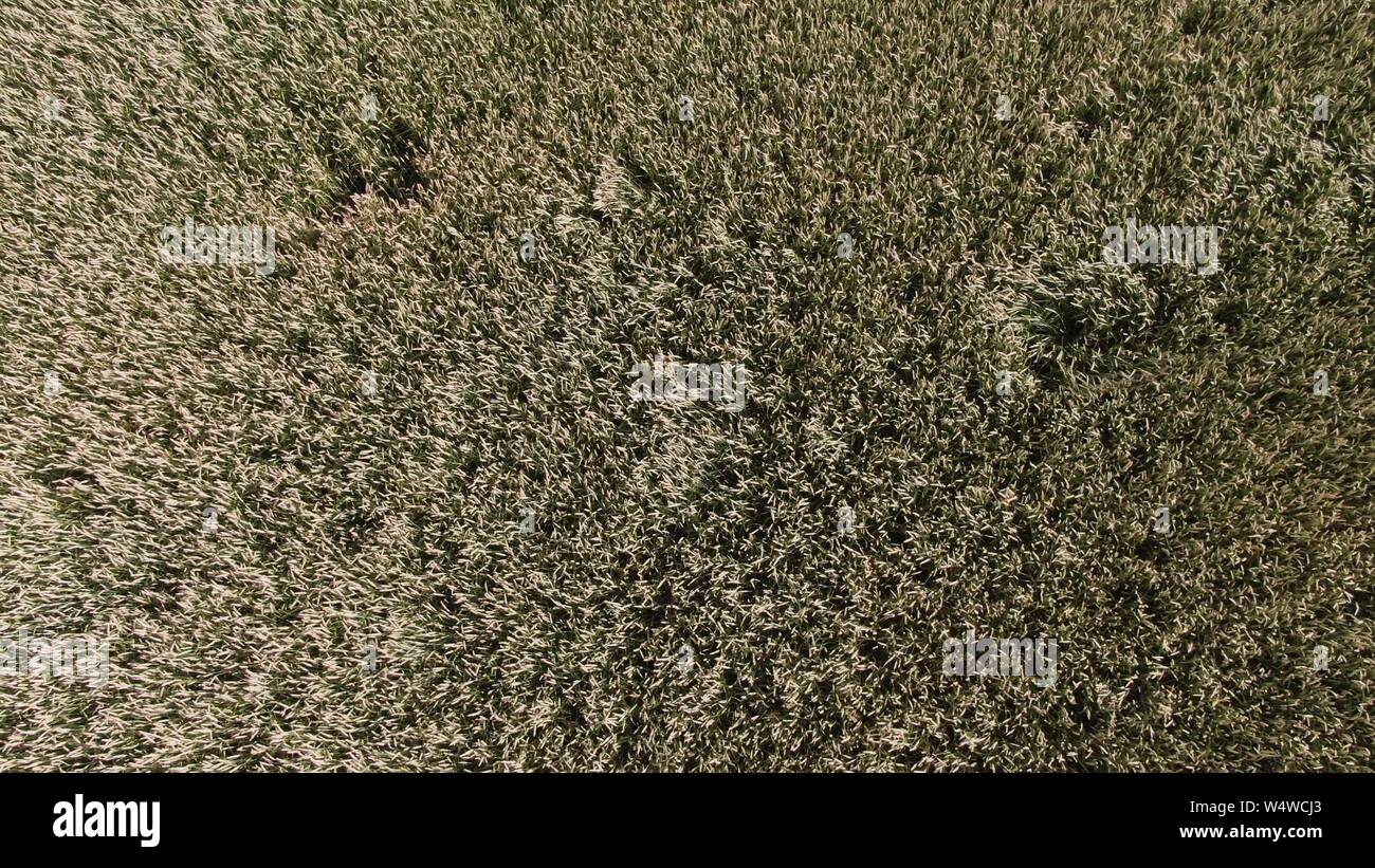 Aerial view of golden rye or wheat field. Agriculture and harvest ...