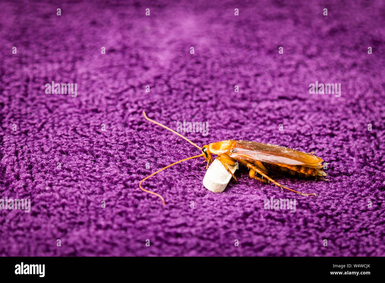 Cockroaches floor hi-res stock photography and images - Alamy