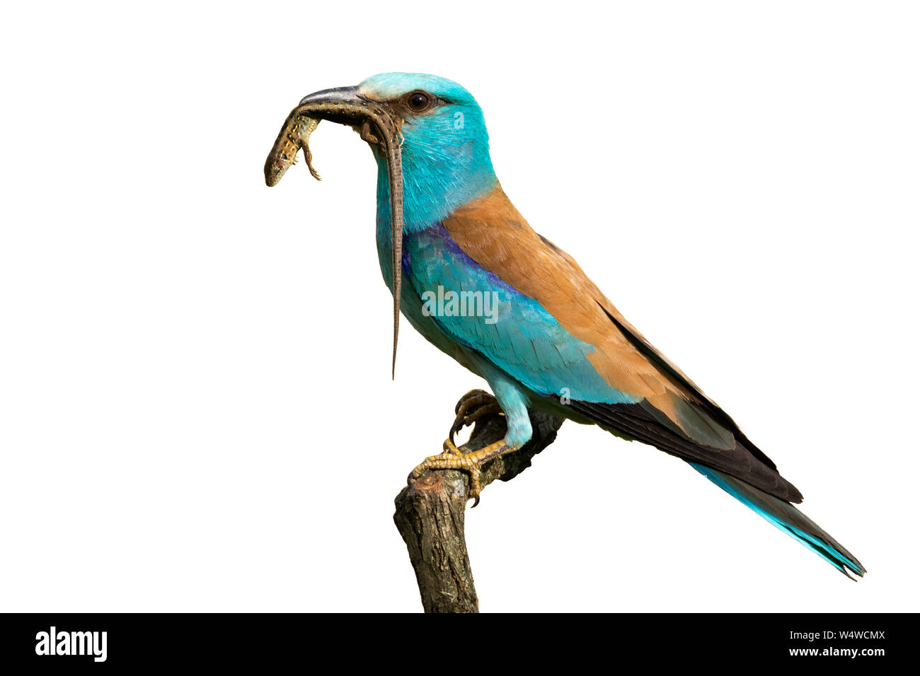 Roller sitting on perch hi-res stock photography and images - Alamy