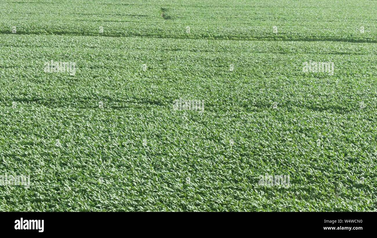 Aerial flight over corn field hi-res stock photography and images - Alamy