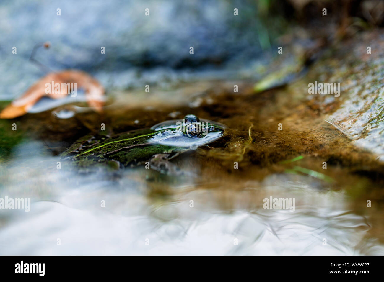 green frog with golden eyes sitting in a puddle Stock Photo - Alamy