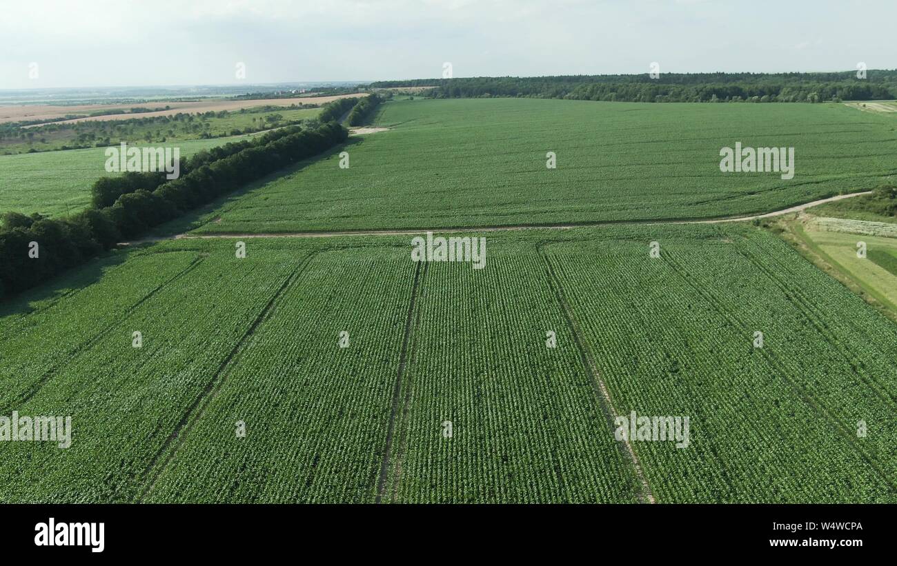Aerial view. Flight above the young corn field. Flight up Stock Photo ...
