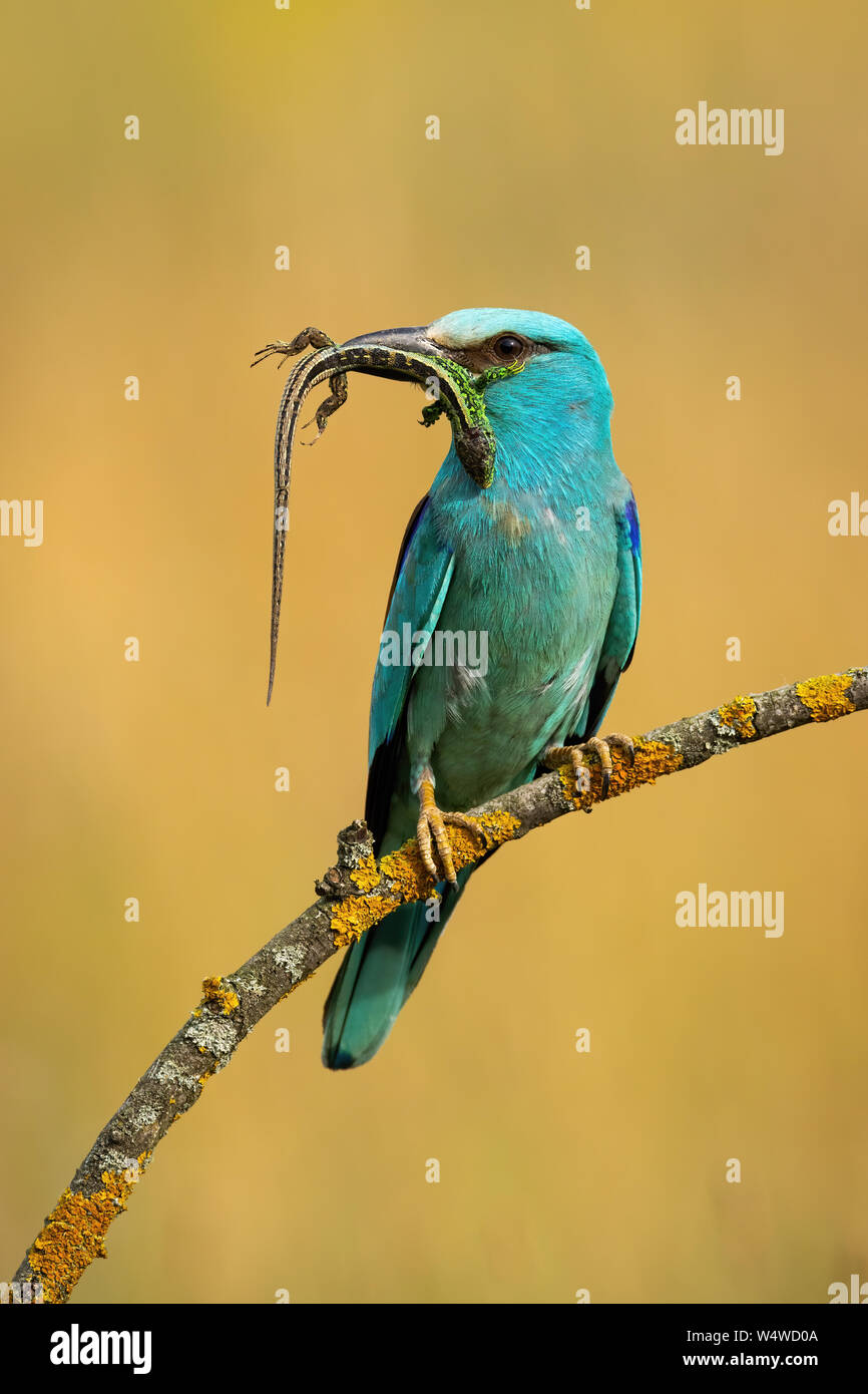 Beak holding grass hi-res stock photography and images - Alamy
