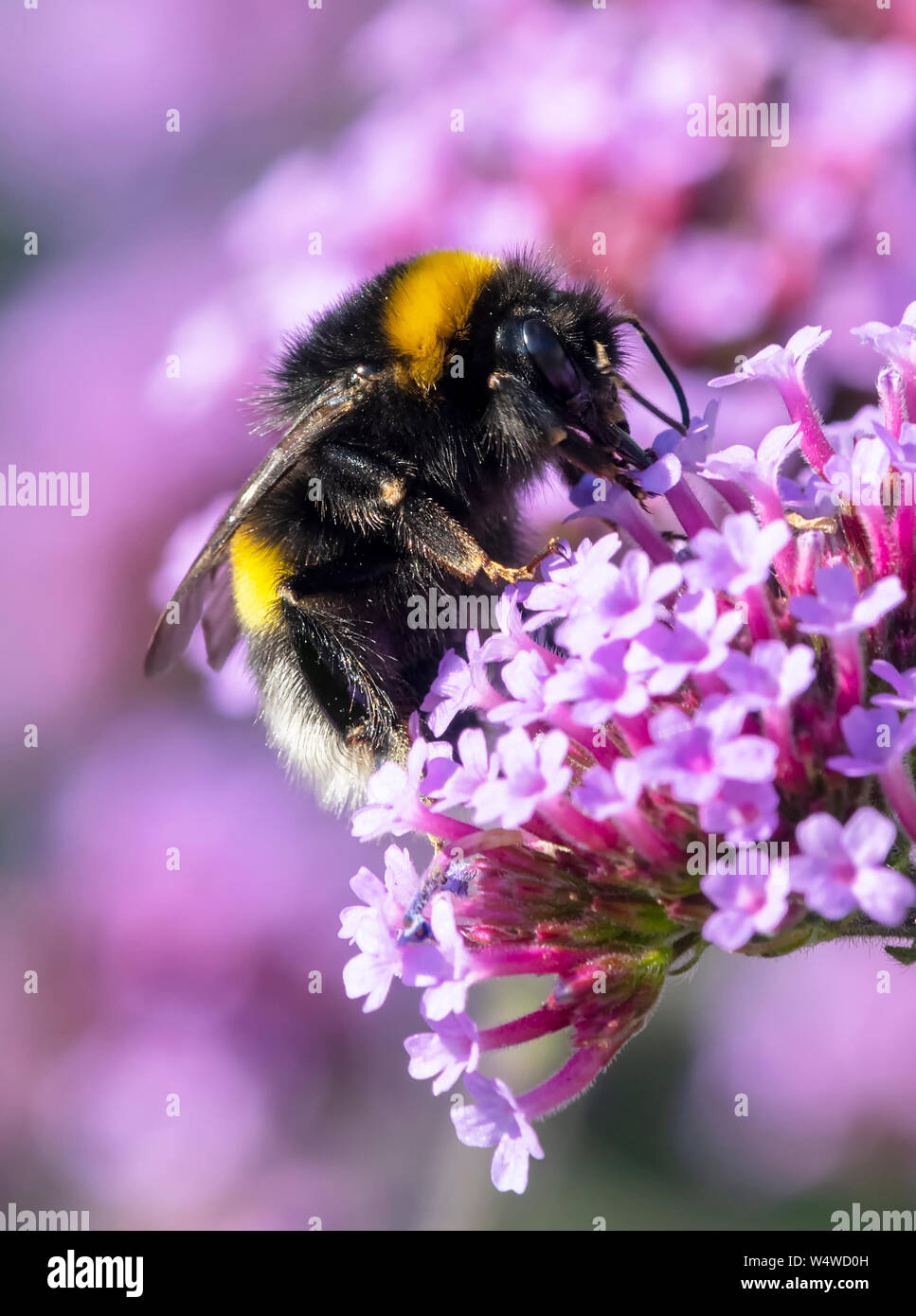 Purple Insects High Resolution Stock Photography and Images - Alamy